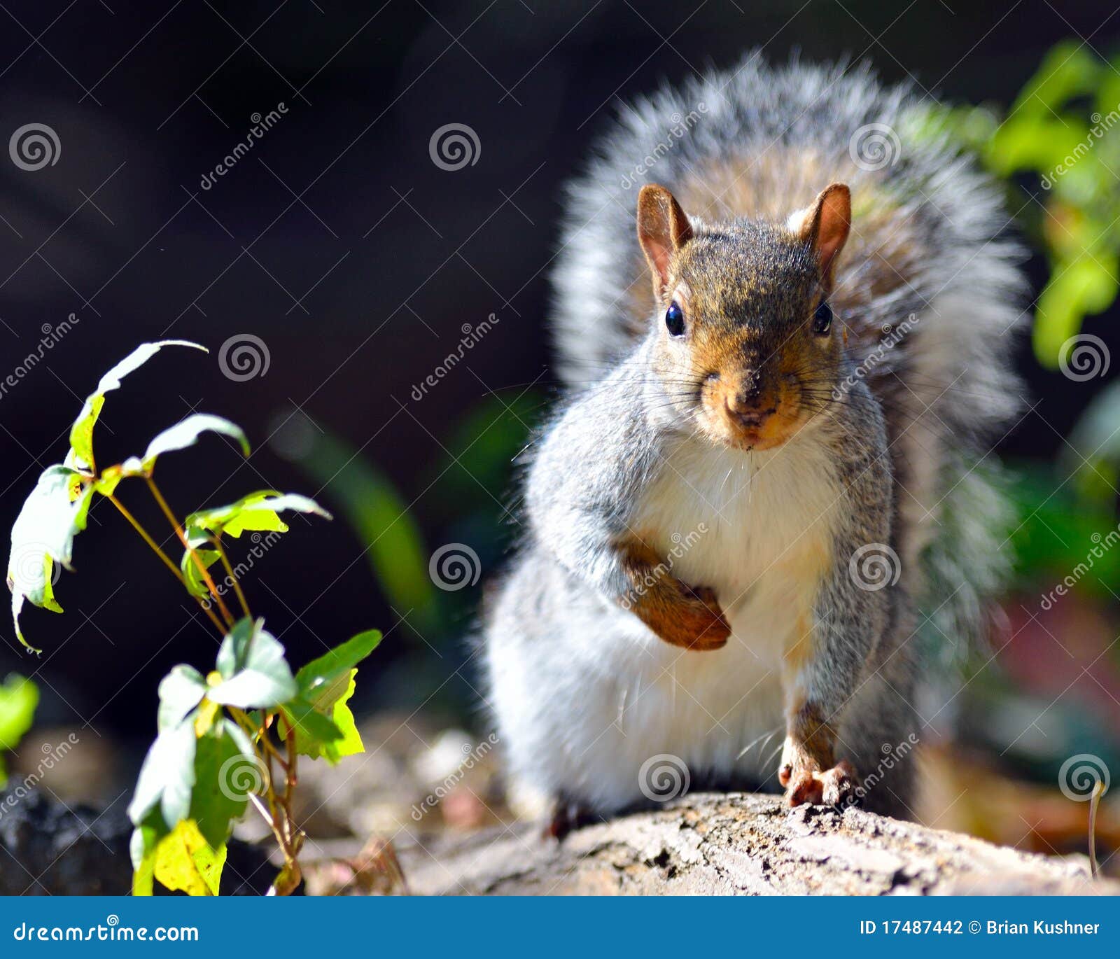 Eastern Gray Squirrel Sciruus Carolinensis On The Tree Royalty-Free ...