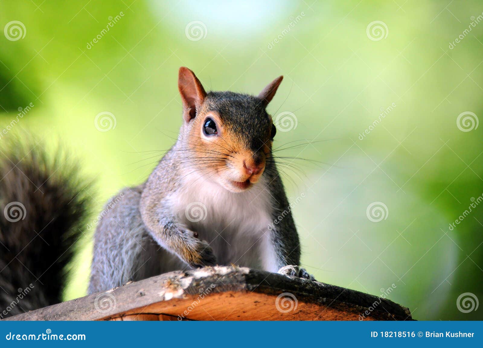 Eastern Gray Squirrel Sciruus Carolinensis On The Tree Royalty-Free ...