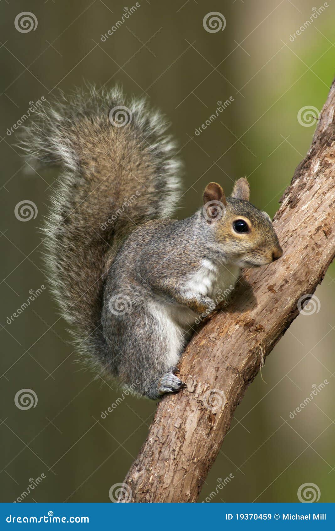 Eastern Gray Squirrel Sciruus Carolinensis On The Tree Royalty-Free ...
