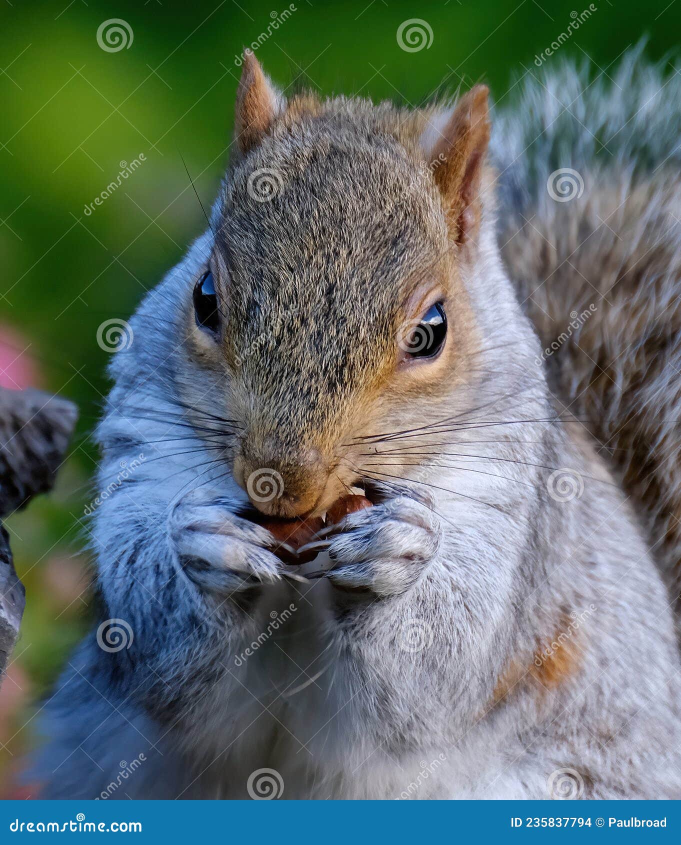 Eastern Grey Squirrel in the UK. an American Import. Stock Photo ...
