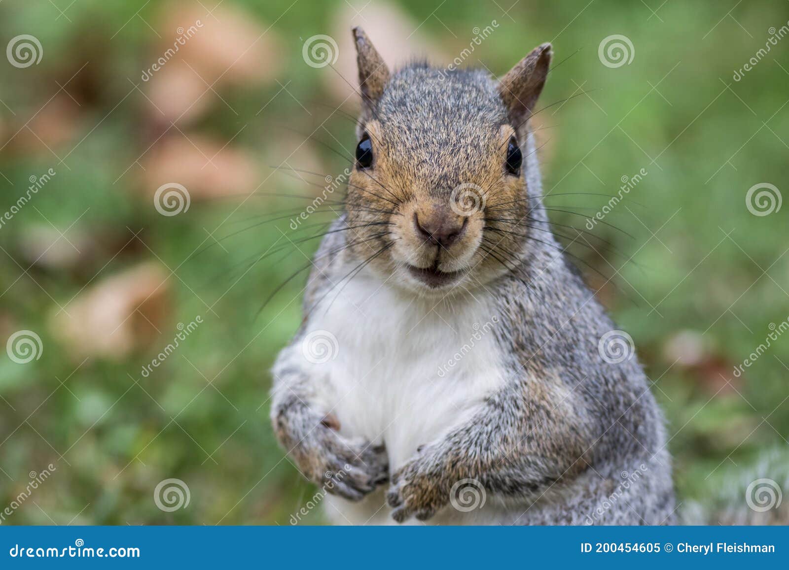 Eastern Gray Squirrel Closeup Facing Front Stock Image - Image of ...