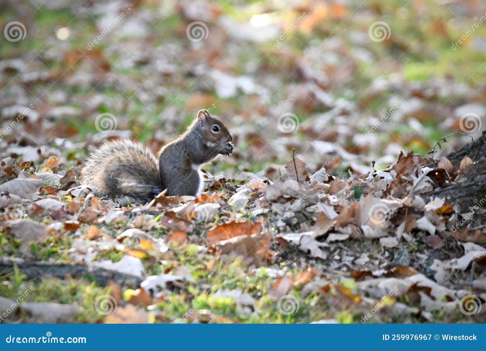 Eastern Gray Squirrel Eating on the Ground. Sciurus Carolinensis Stock ...