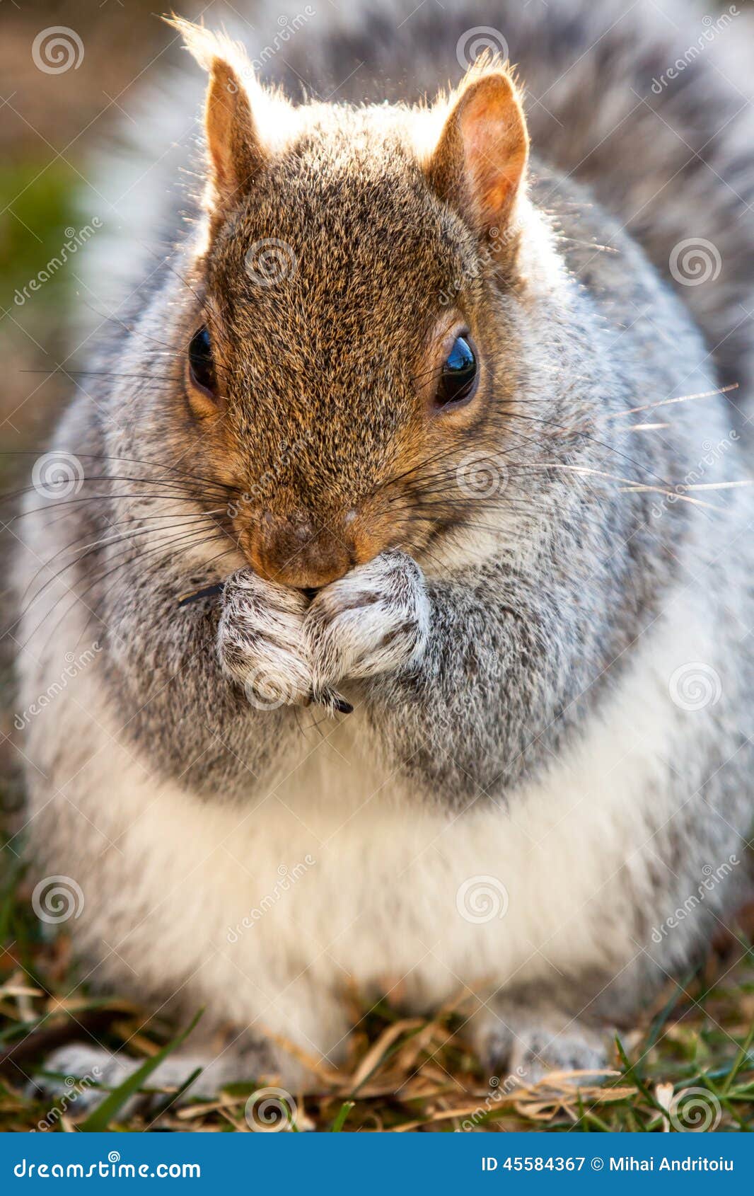 Eastern Gray Squirrel stock image. Image of natural, jersey - 45584367