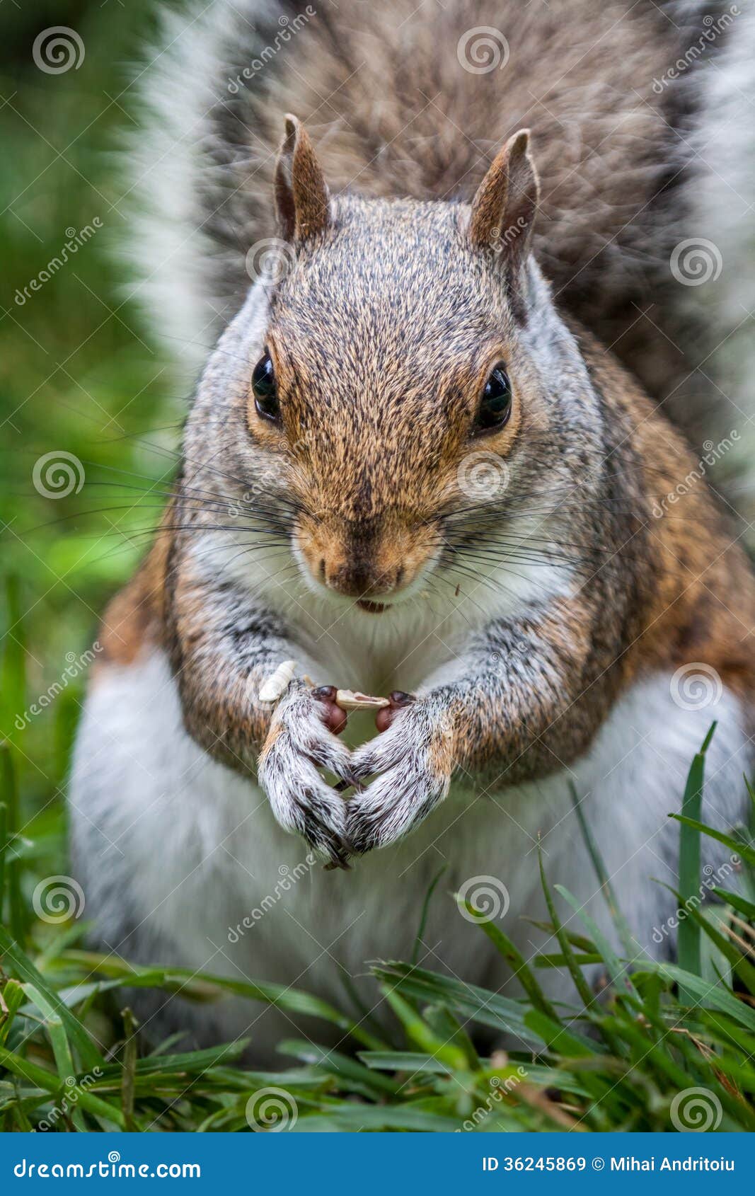 Eastern Gray Squirrel stock image. Image of single, fluffy - 36245869
