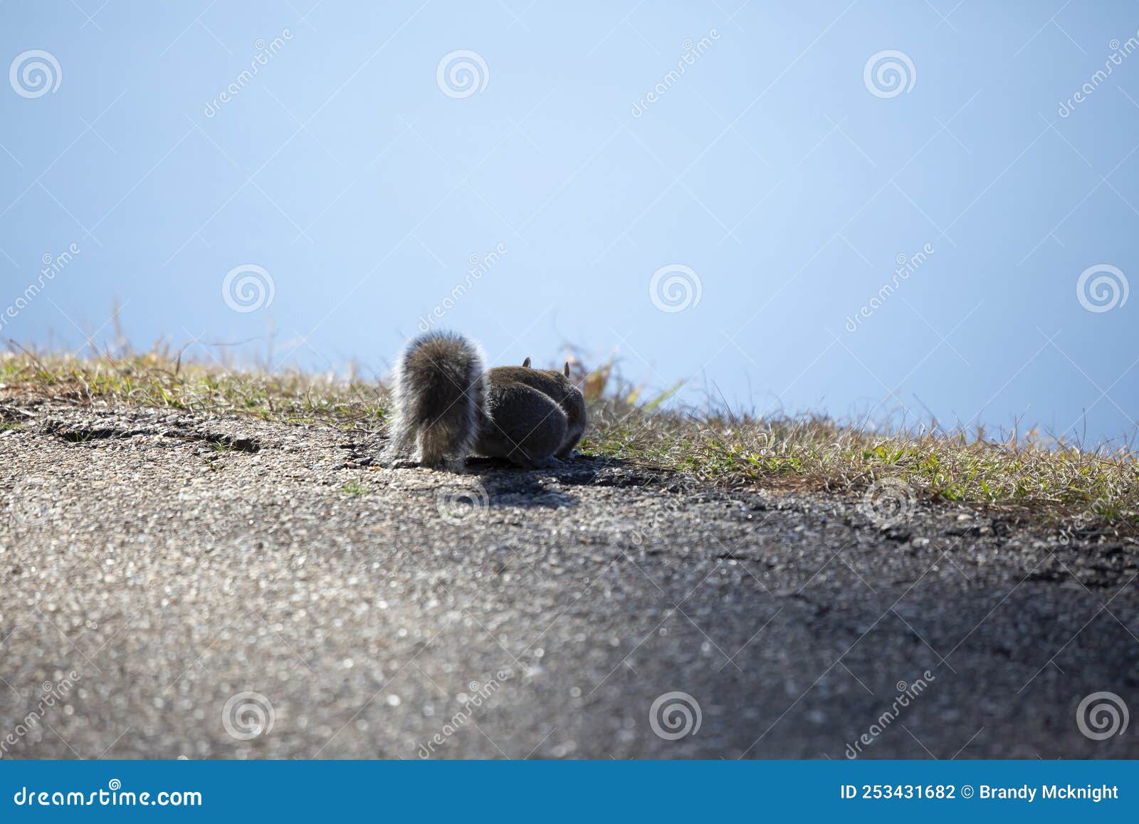 Eastern Gray Squirrel Foraging Stock Photo - Image of grey, ecological ...