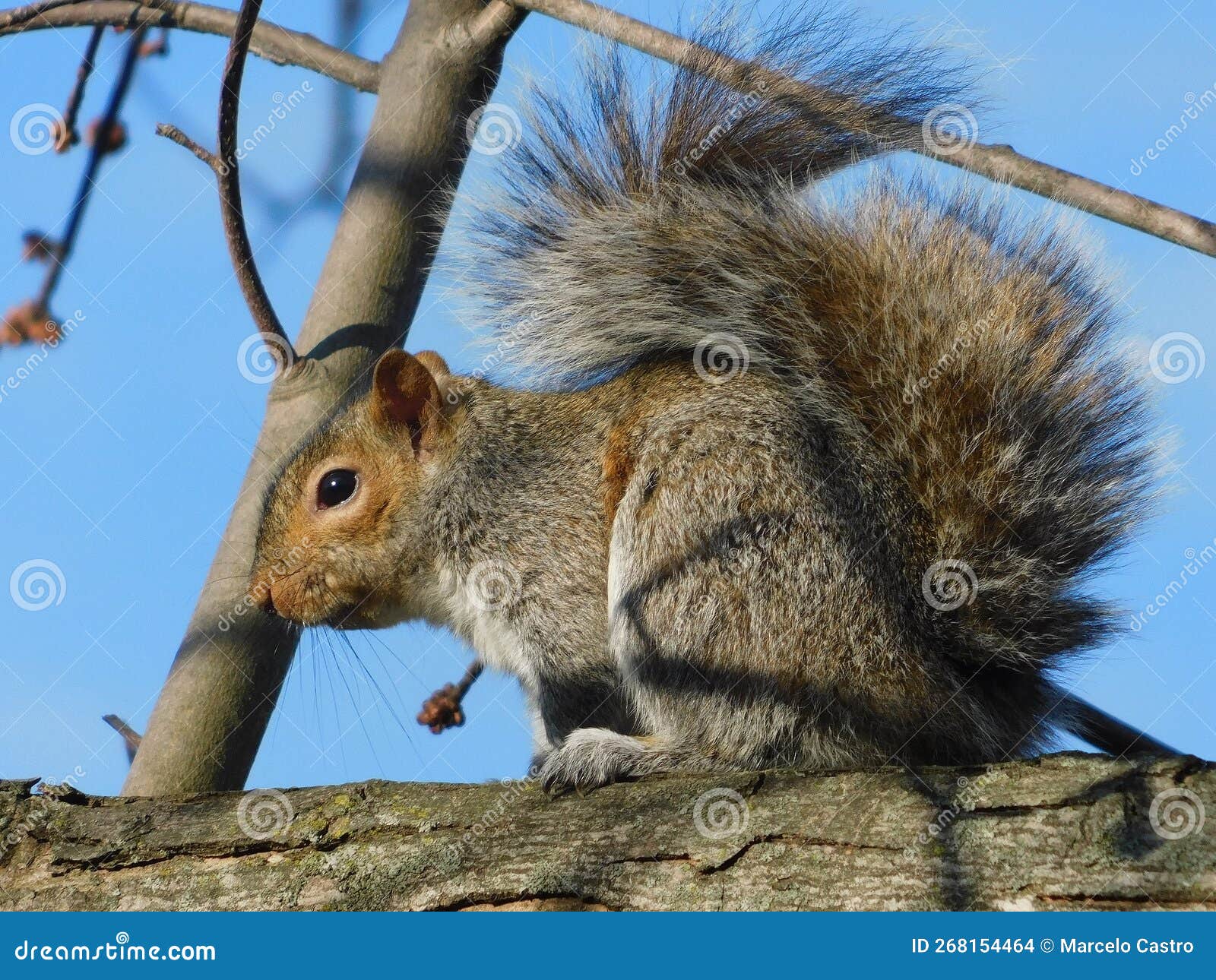 Eastern Gray Squirrel in a Forest at Virginia Stock Photo - Image of ...