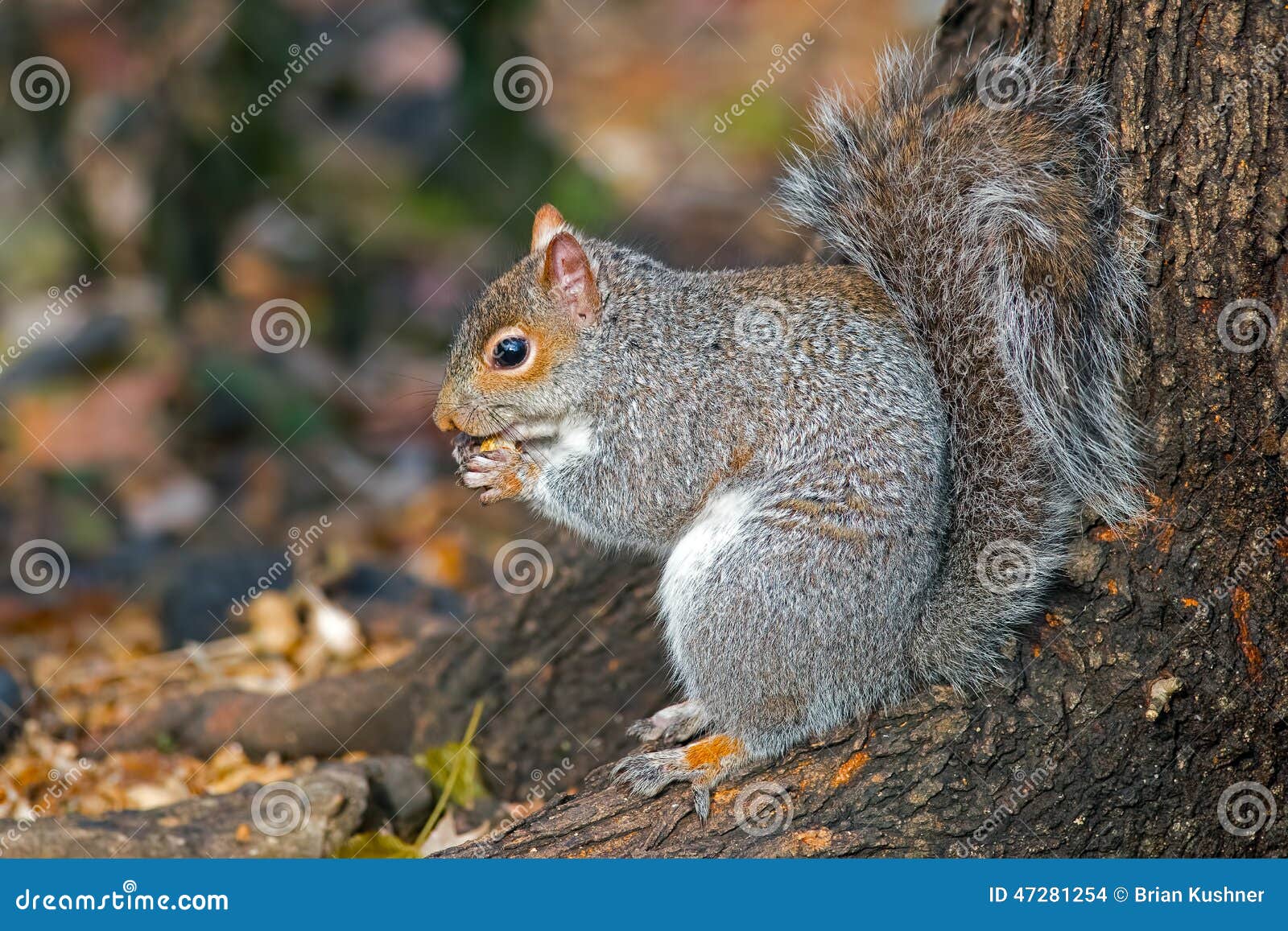 Eastern Gray Squirrel stock photo. Image of gray, rodent - 47281254