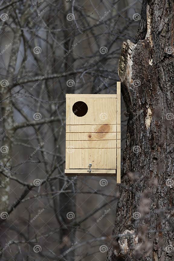 Eastern Gray Squirrel Nesting Box Stock Image - Image of deciduous ...