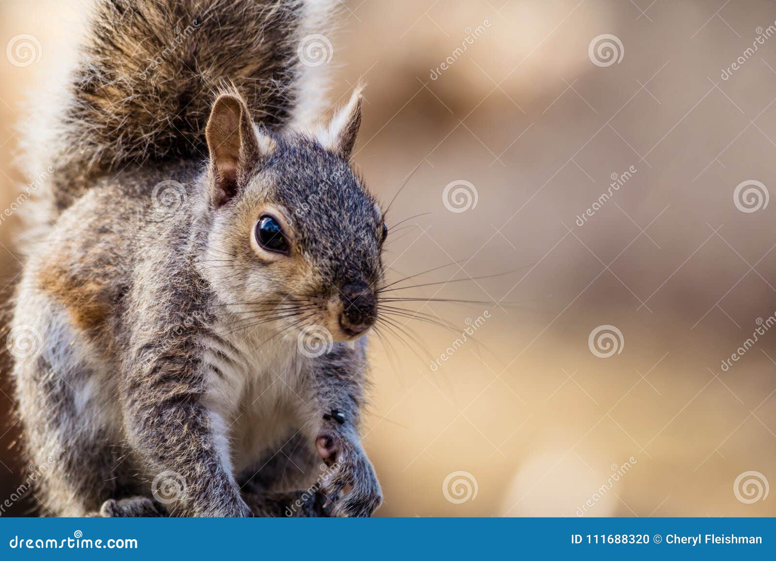 Eastern Gray Squirrel Poses in Beautiful Afternoon Light Stock Photo ...