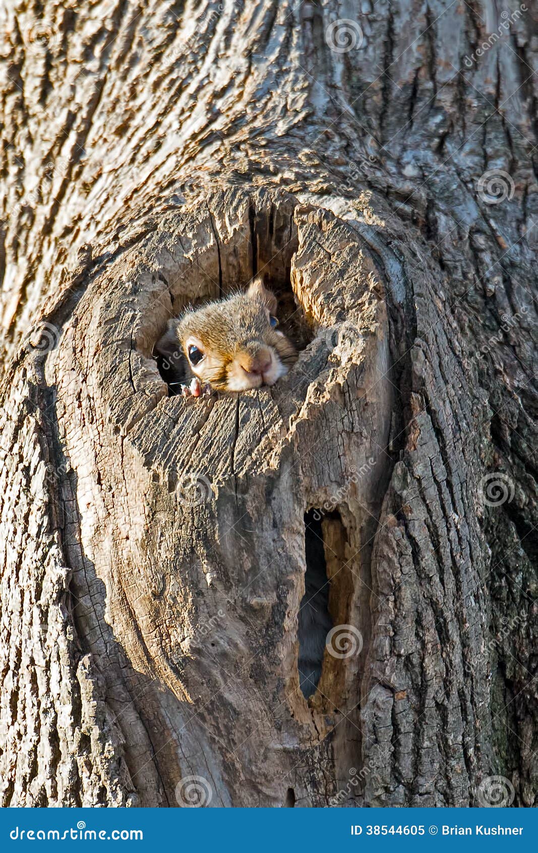 283 Gray Squirrel Hole Stock Photos - Free & Royalty-Free Stock Photos ...