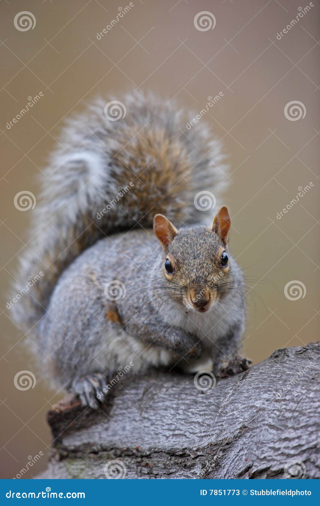 Eastern Gray Squirrel Sciruus Carolinensis On The Tree Royalty-Free ...
