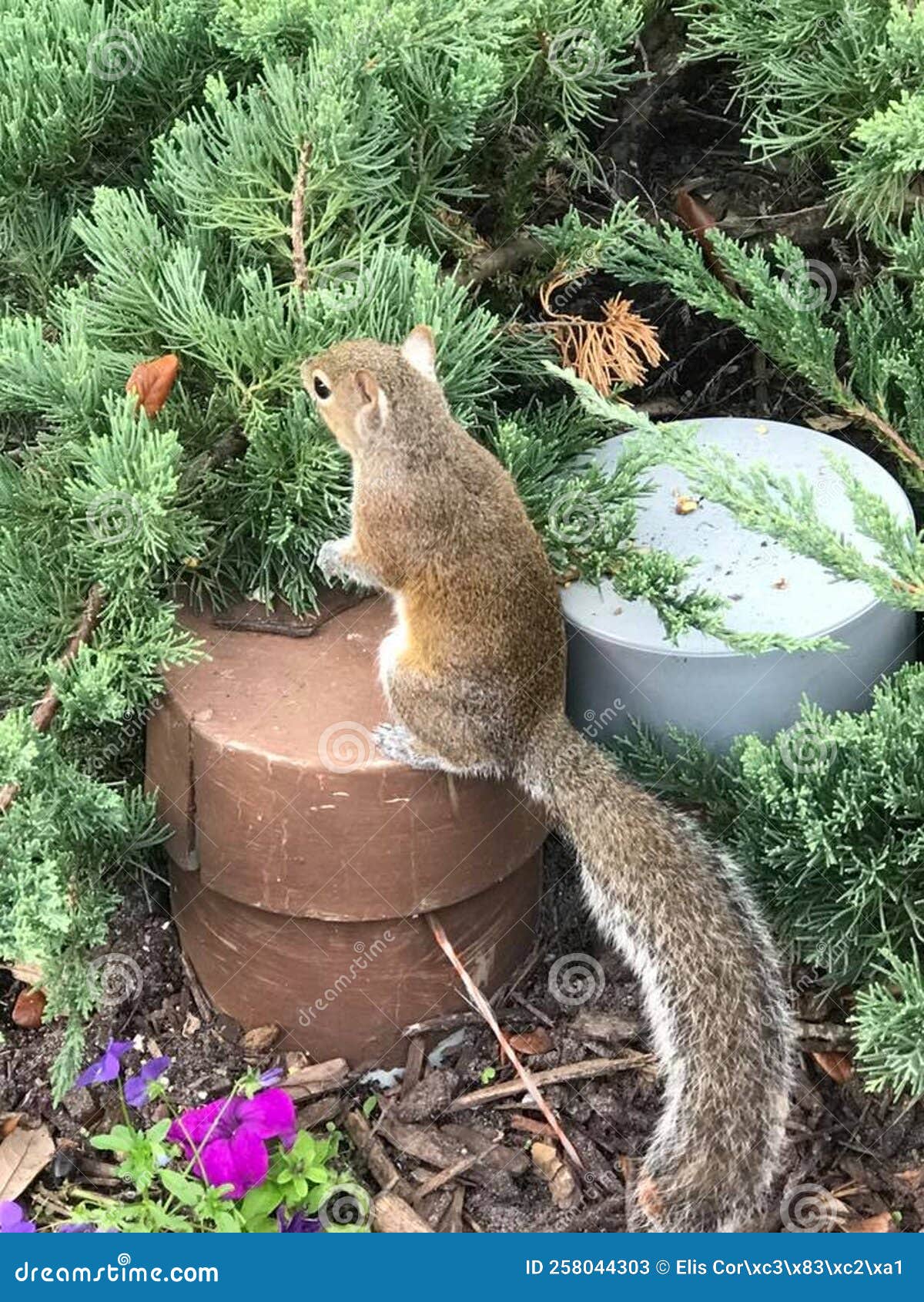 An Eastern Gray Squirrel (Sciurus Carolinensis), in a Garden Stock ...