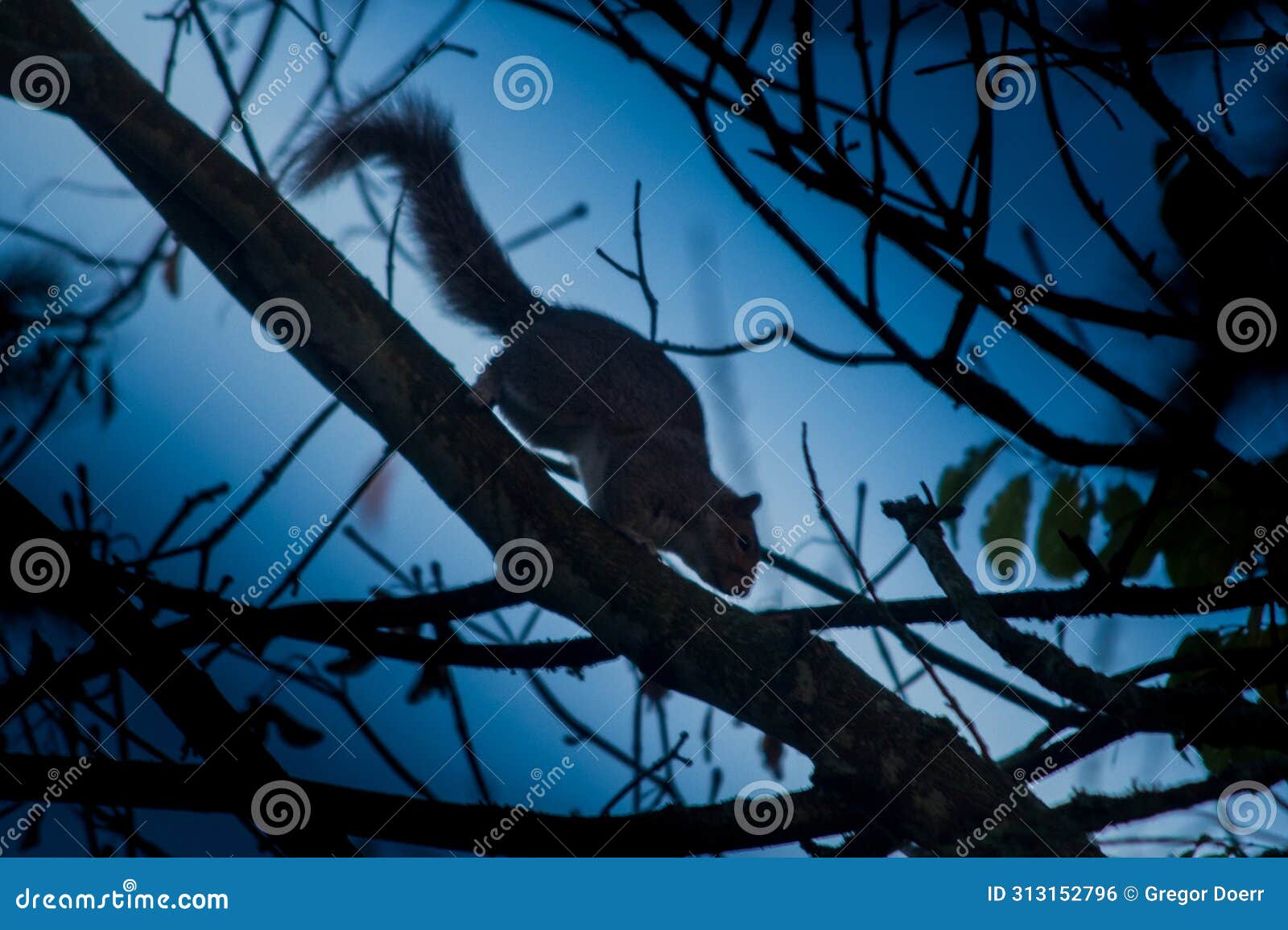 Eastern Gray Squirrel (Sciurus Carolinensis) Running Down a Tree Branch ...