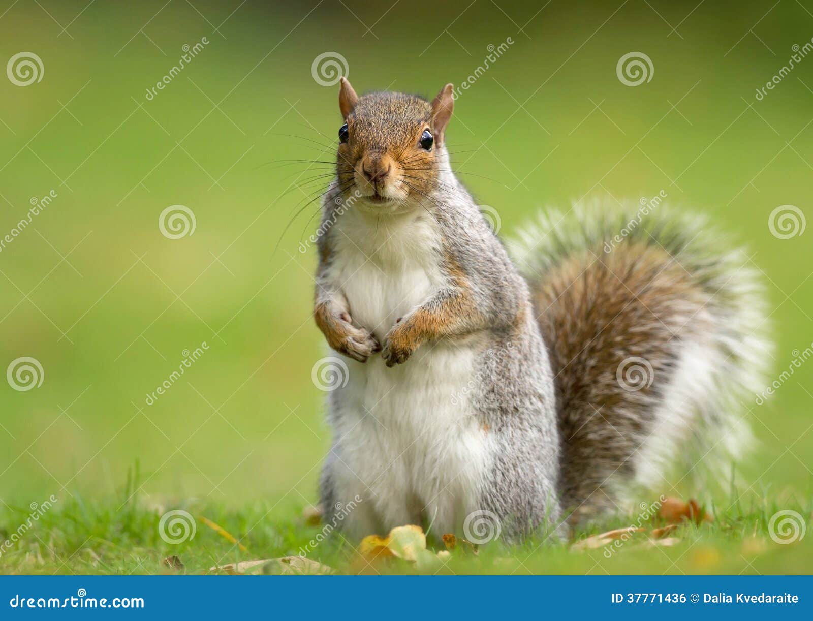 Eastern Gray Squirrel (Sciurus Carolinensis) Stock Photo - Image of ...