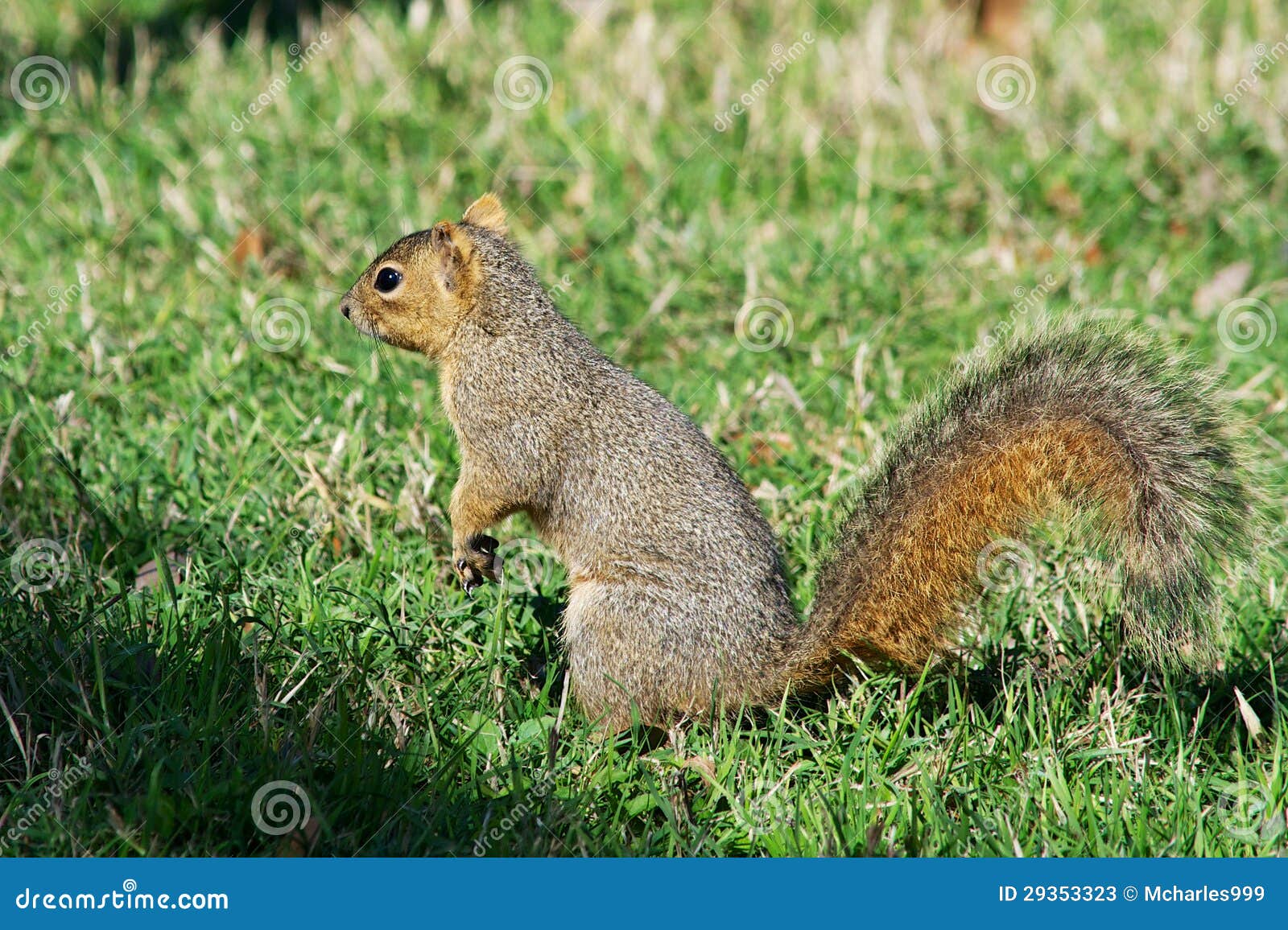 Eastern Gray Squirrel Searching for Acorns Stock Image - Image of ...