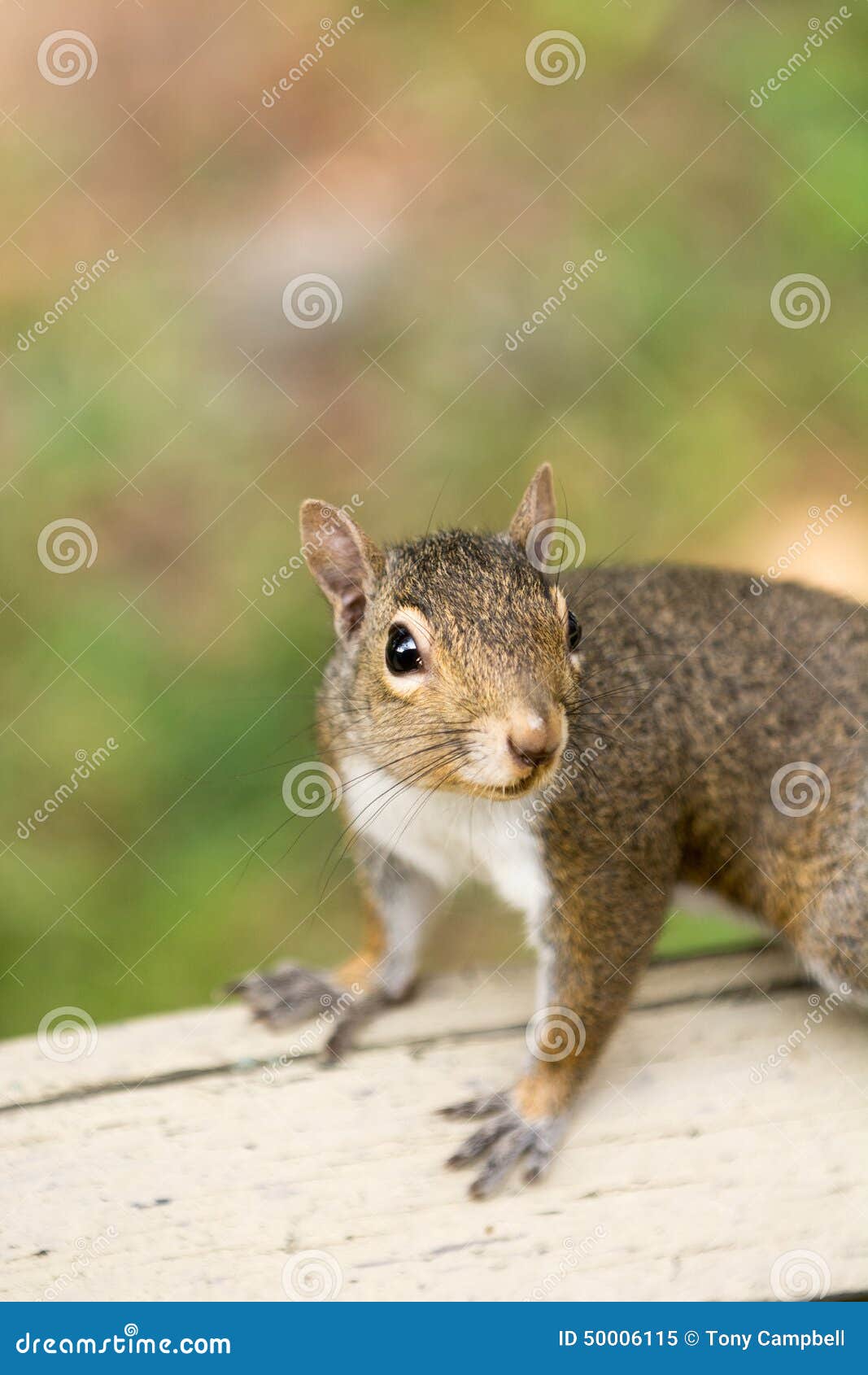 Eastern gray squirrel stock image. Image of grey, nature - 50006115