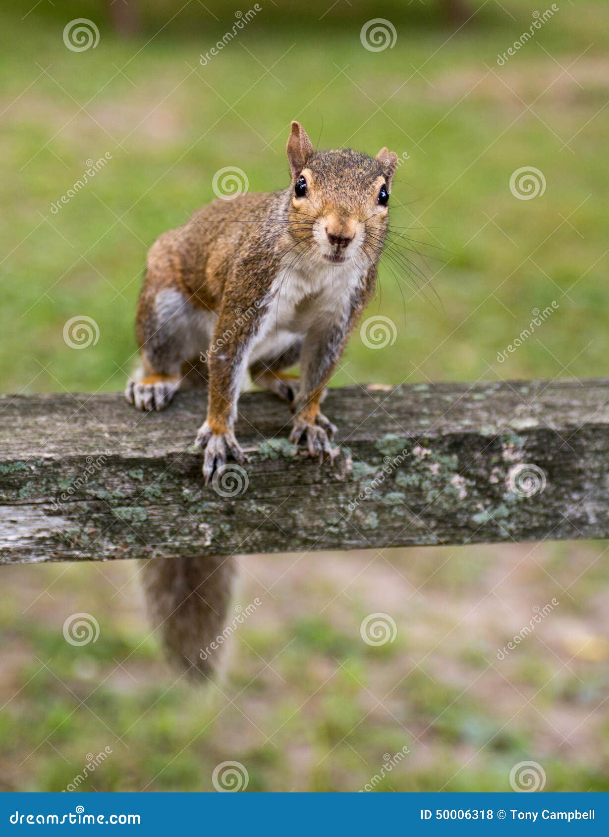 Eastern gray squirrel stock photo. Image of wildlife - 50006318