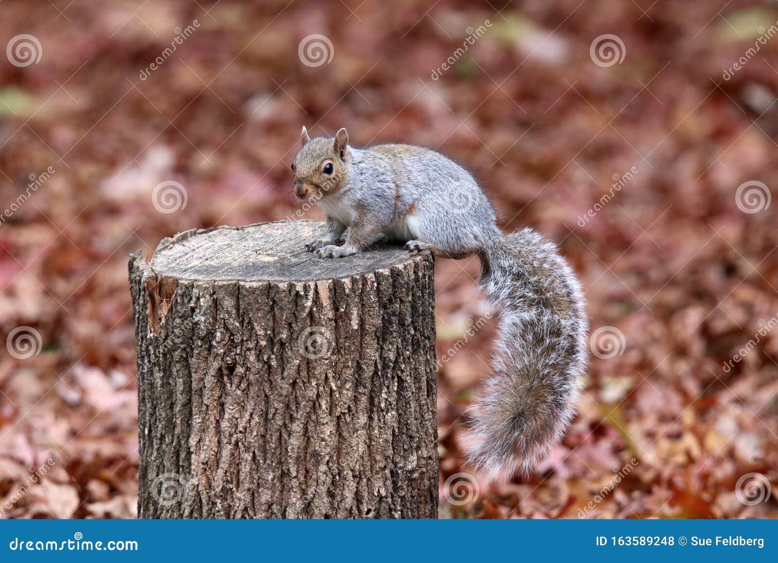 Eastern Gray Squirrel Sitting on a Tree Stump in Fall Stock Photo ...