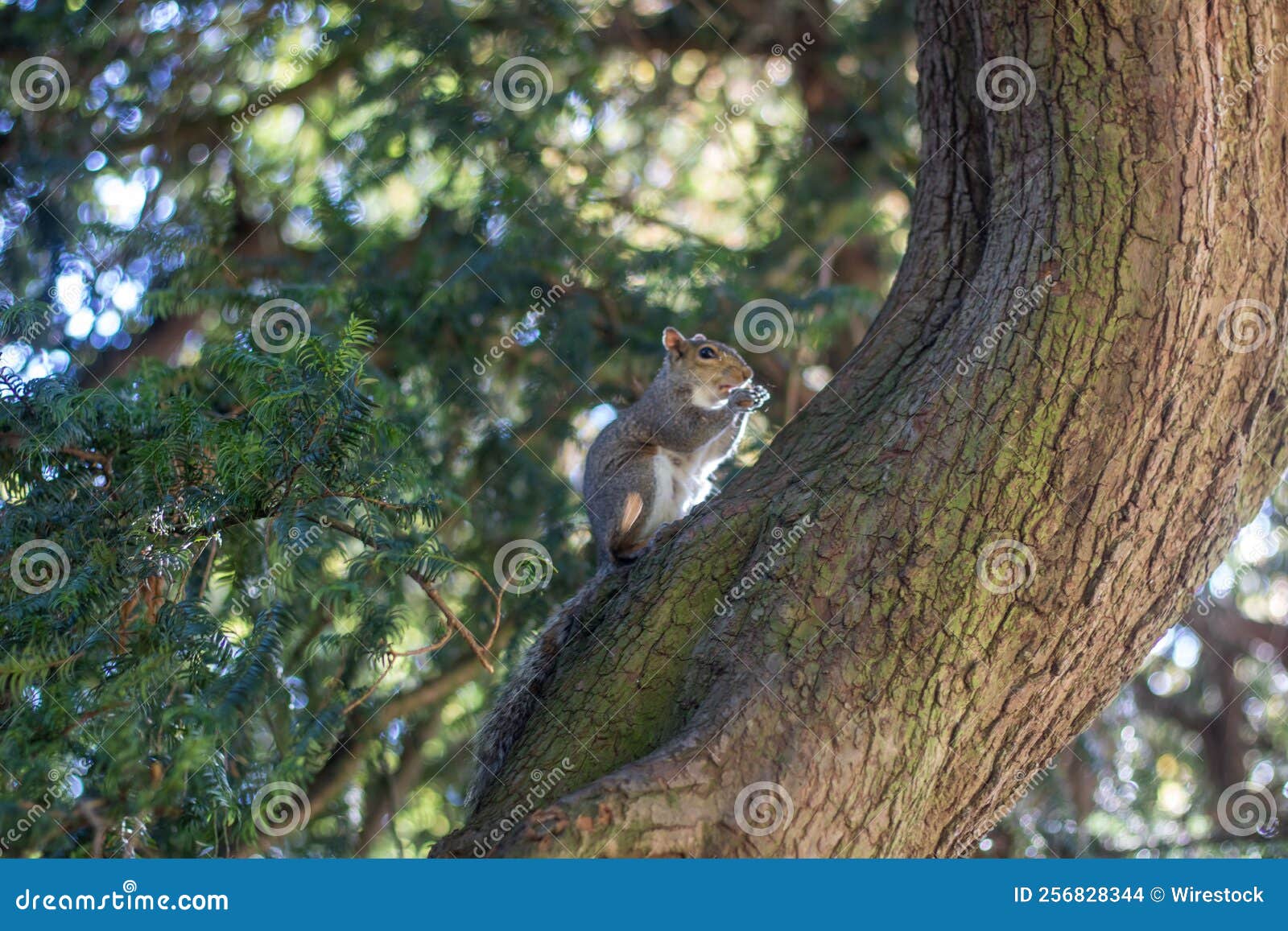 Eastern Gray Squirrel Standing on a Big Tree Trunk Eating Something ...