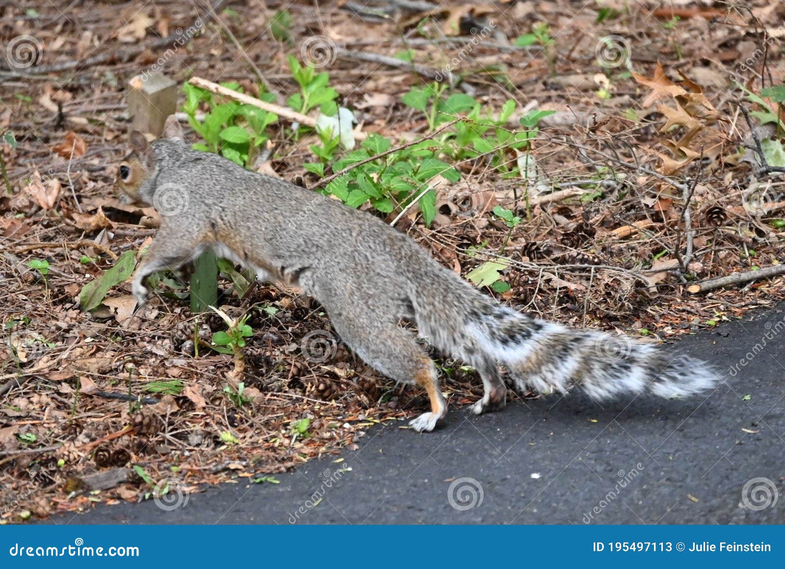 Eastern Gray Squirrel with Striped Tail Stock Image - Image of cute ...