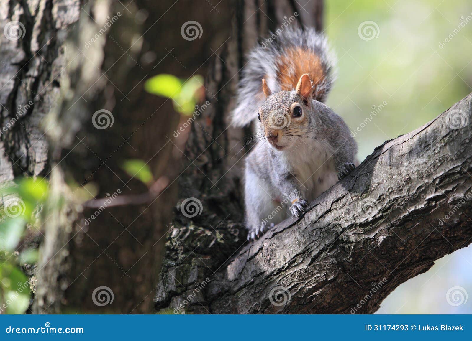 Eastern gray squirrel stock image. Image of grey, rodent - 31174293