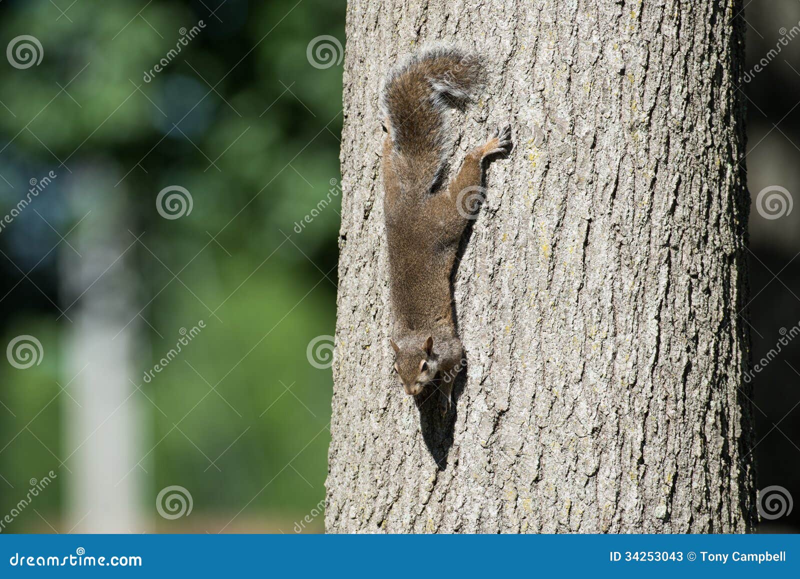 Eastern Gray Squirrel on a Tree Stock Image - Image of carolinensis ...