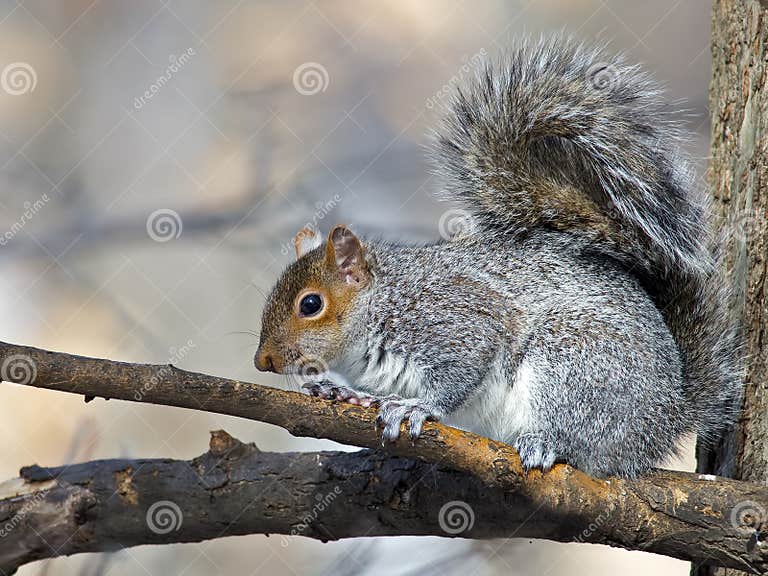 Eastern Gray Squirrel in Tree Stock Image - Image of branch, mammal ...