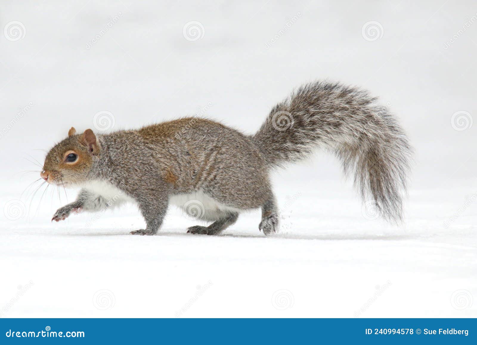 Eastern Gray Squirrel Walking on a Snowy Day in Winter Stock Photo ...