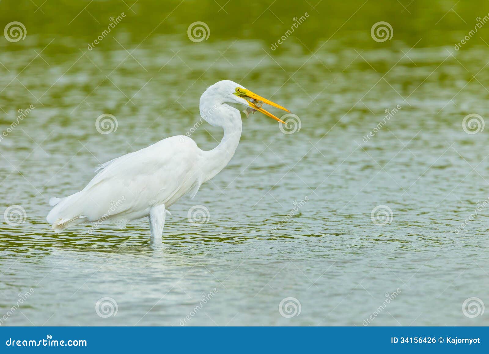 Eastern Great Egret with Fish in Her Mount Stock Photo - Image of grace ...