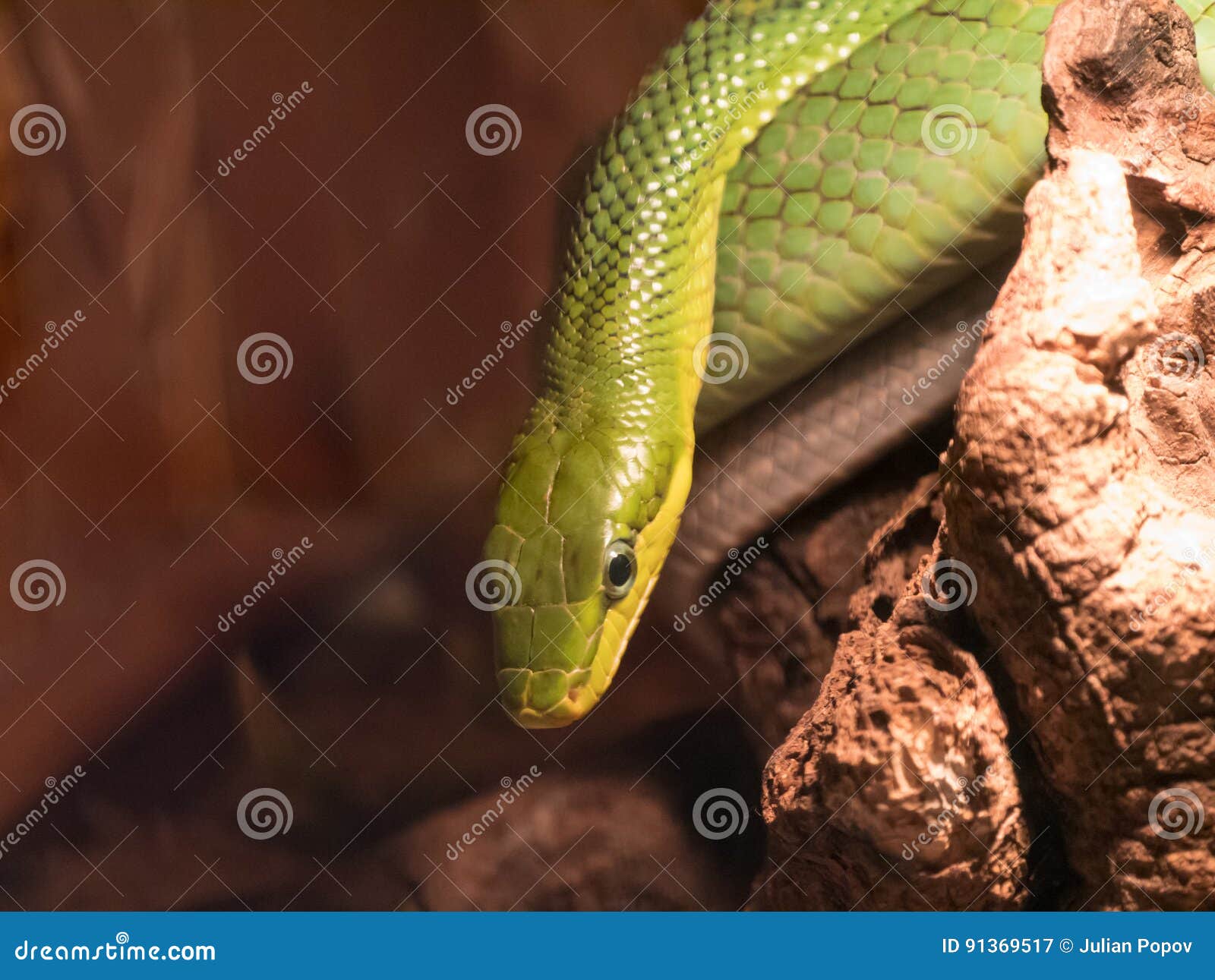 Eastern Green Mamba on the Branch of Tree Stock Image - Image of ...