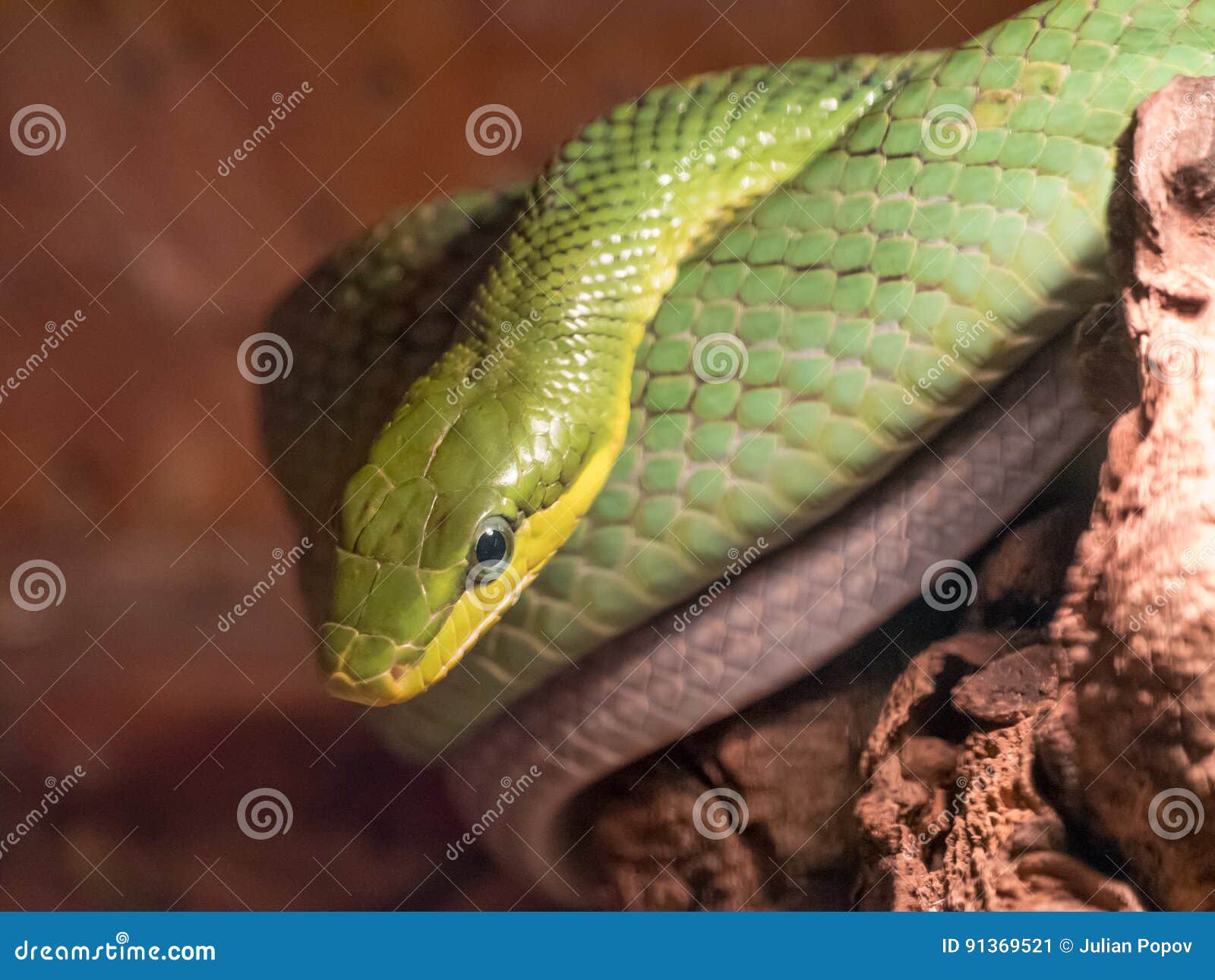 Eastern Green Mamba on the Branch of Tree Stock Image - Image of ...