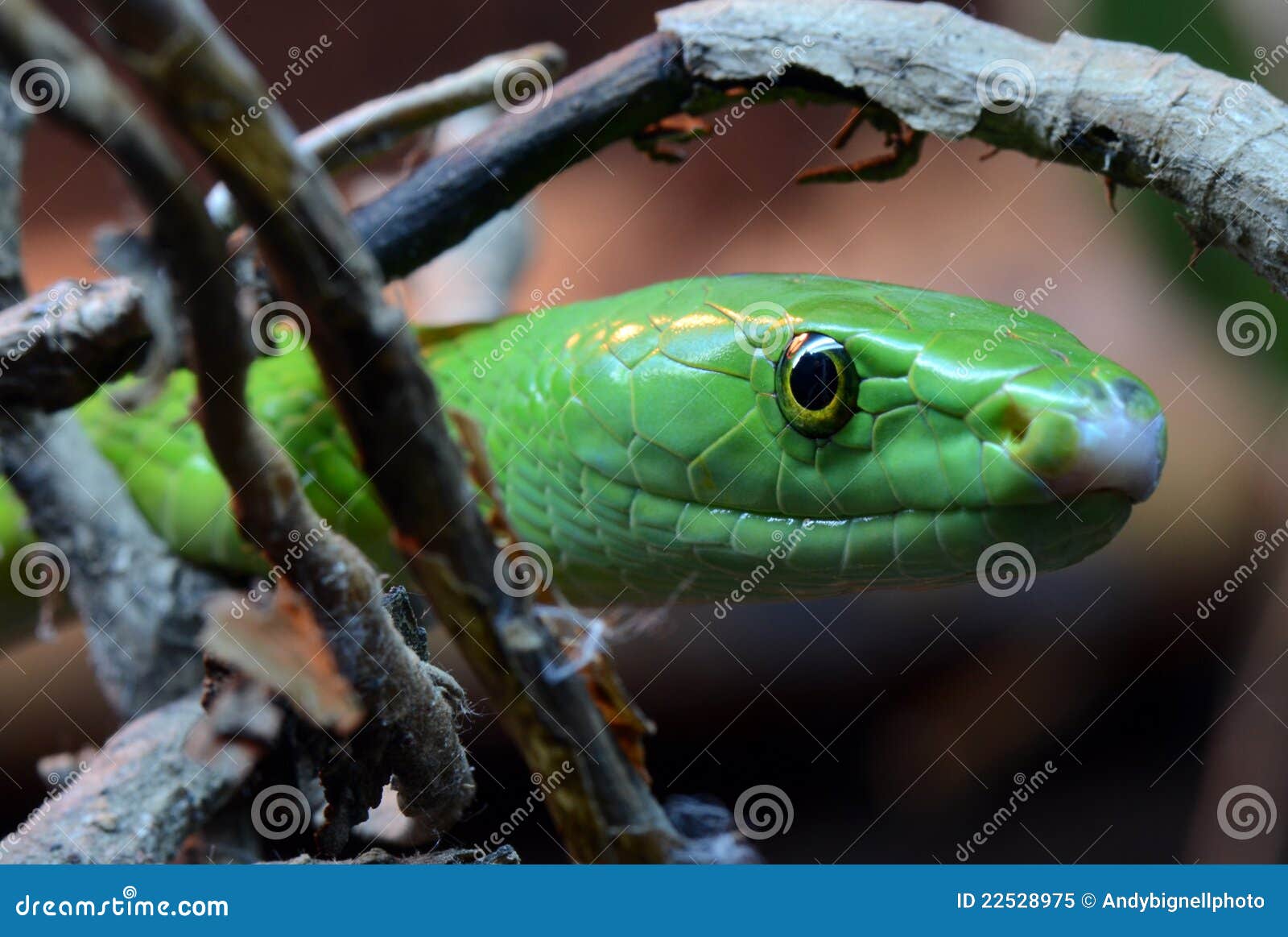 Eastern Green Mamba Close-up Stock Image - Image of arboreal, green ...