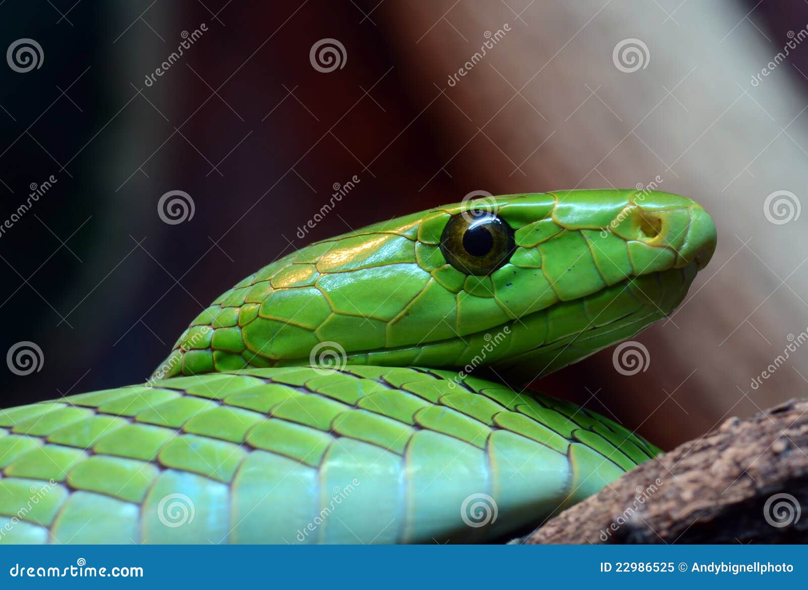 Eastern Green Mamba Close-up Stock Image - Image of venom, african ...