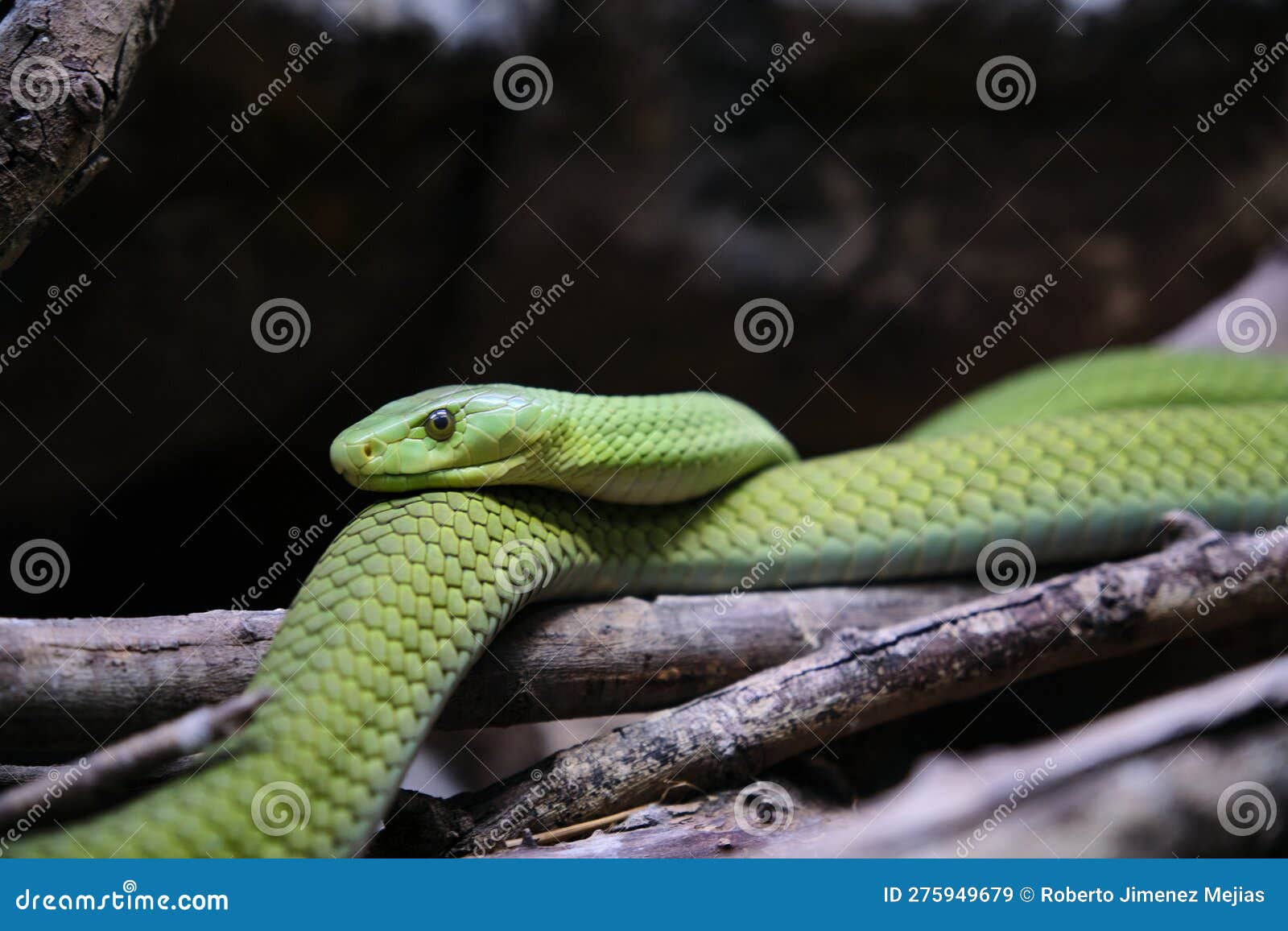A Eastern Green Mamba, Dendroaspis Angusticeps, Lying on Branch Stock ...