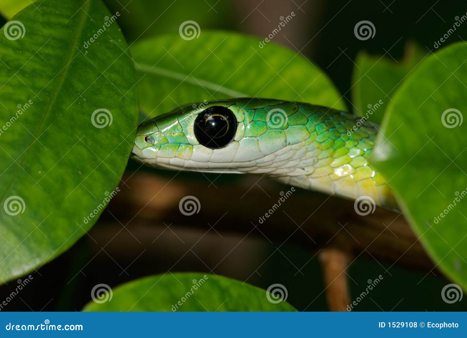 Eastern green snake stock photo. Image of green, leaf - 1529108