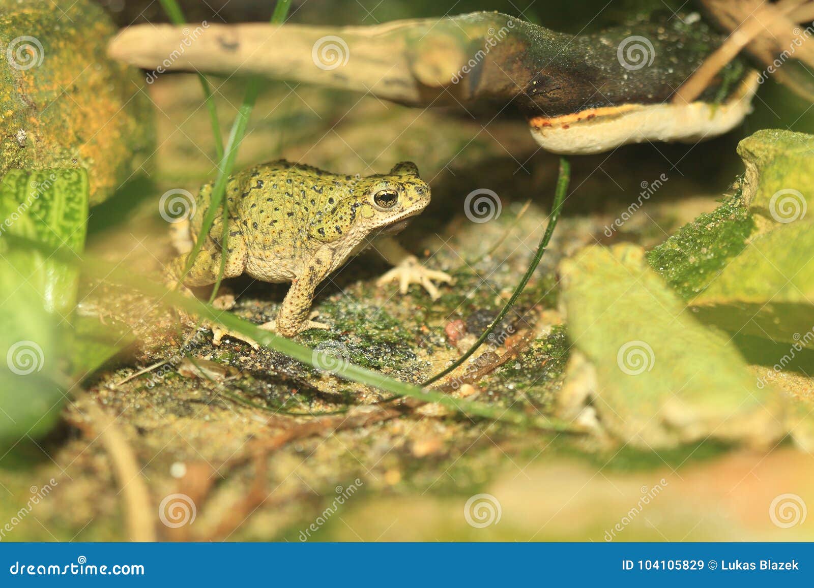 Eastern green toad stock image. Image of adult, animal - 104105829