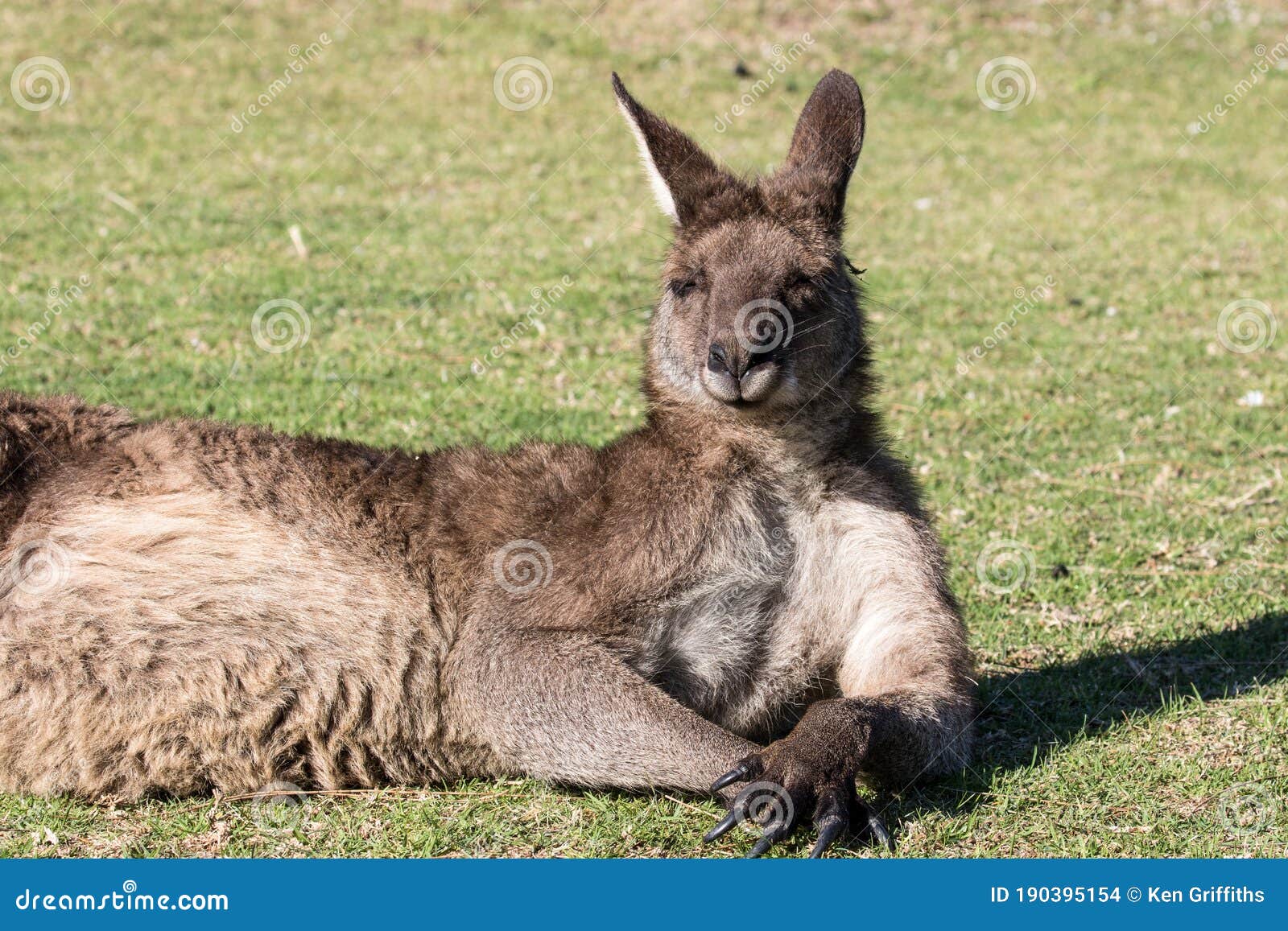 Eastern Grey Kangaroo stock photo. Image of native, pouch - 190395154