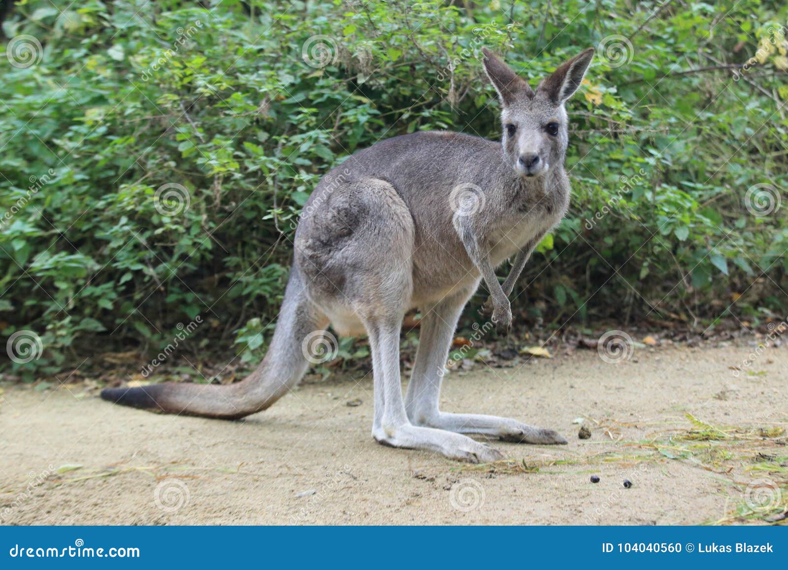 Eastern grey kangaroo stock photo. Image of mammal, giganteus - 104040560