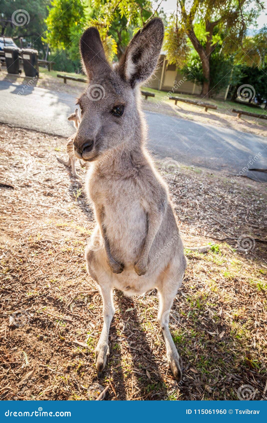 Eastern grey kangaroo. stock photo. Image of native - 115061960