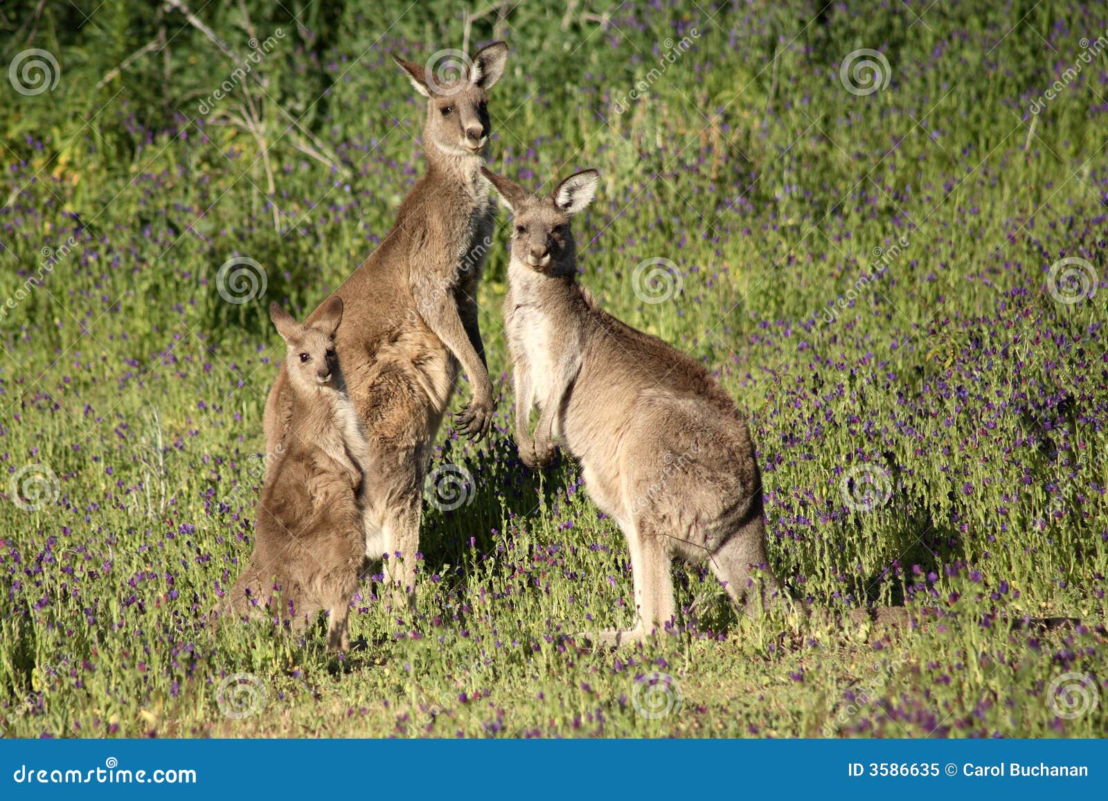 Eastern Grey Kangaroo Family Stock Image - Image of bright, kangaroo ...