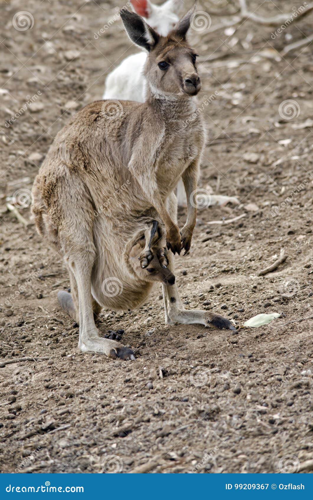 Hangaroo Stock Photos - Free & Royalty-Free Stock Photos from Dreamstime
