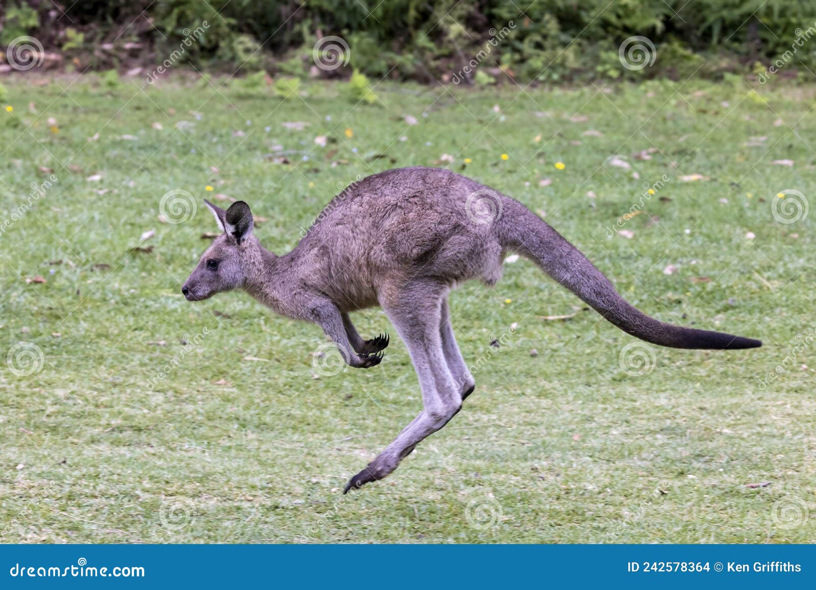 Kangaroo About To Run Away After Being Discovered. Eating Grass In The ...