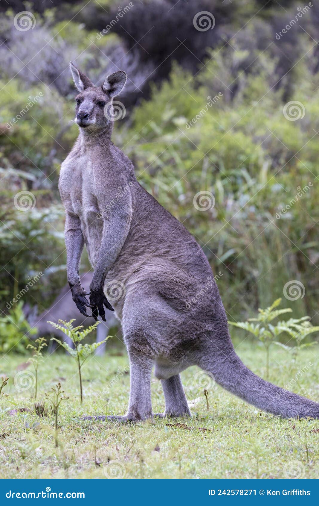 Eastern Grey Kangaroo stock image. Image of macropus - 242578271
