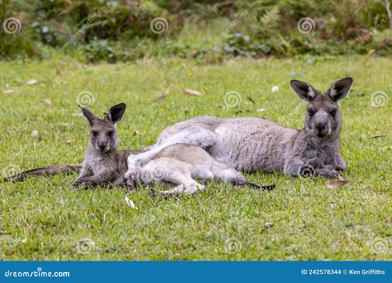 Eastern Grey Kangaroo stock photo. Image of relaxing - 242578344