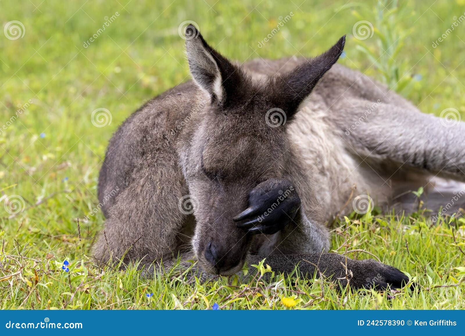 Eastern Grey Kangaroo stock photo. Image of giganteus - 242578390