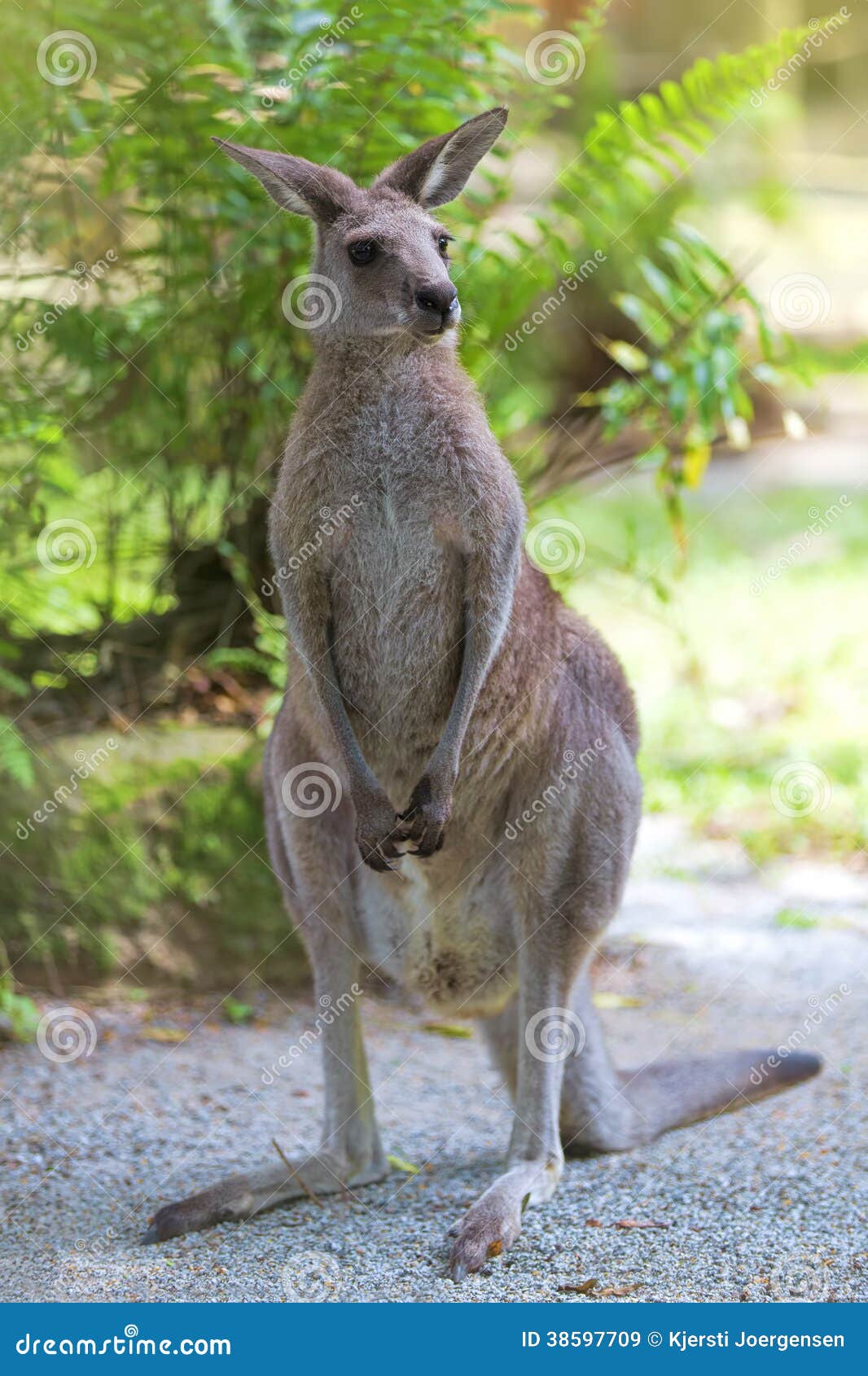 Eastern Grey Kangaroo stock image. Image of fauna, park - 38597709