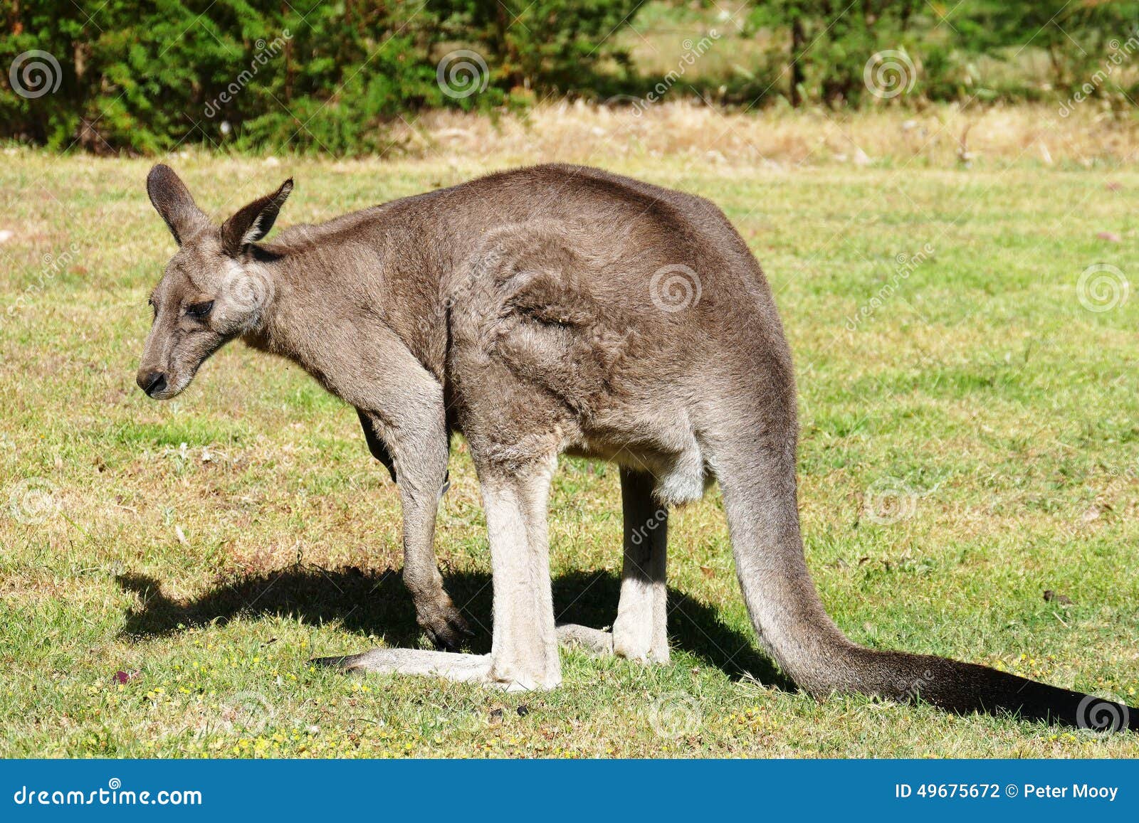 Male Kangaroo Standing Near A Lake Royalty-Free Stock Photography ...
