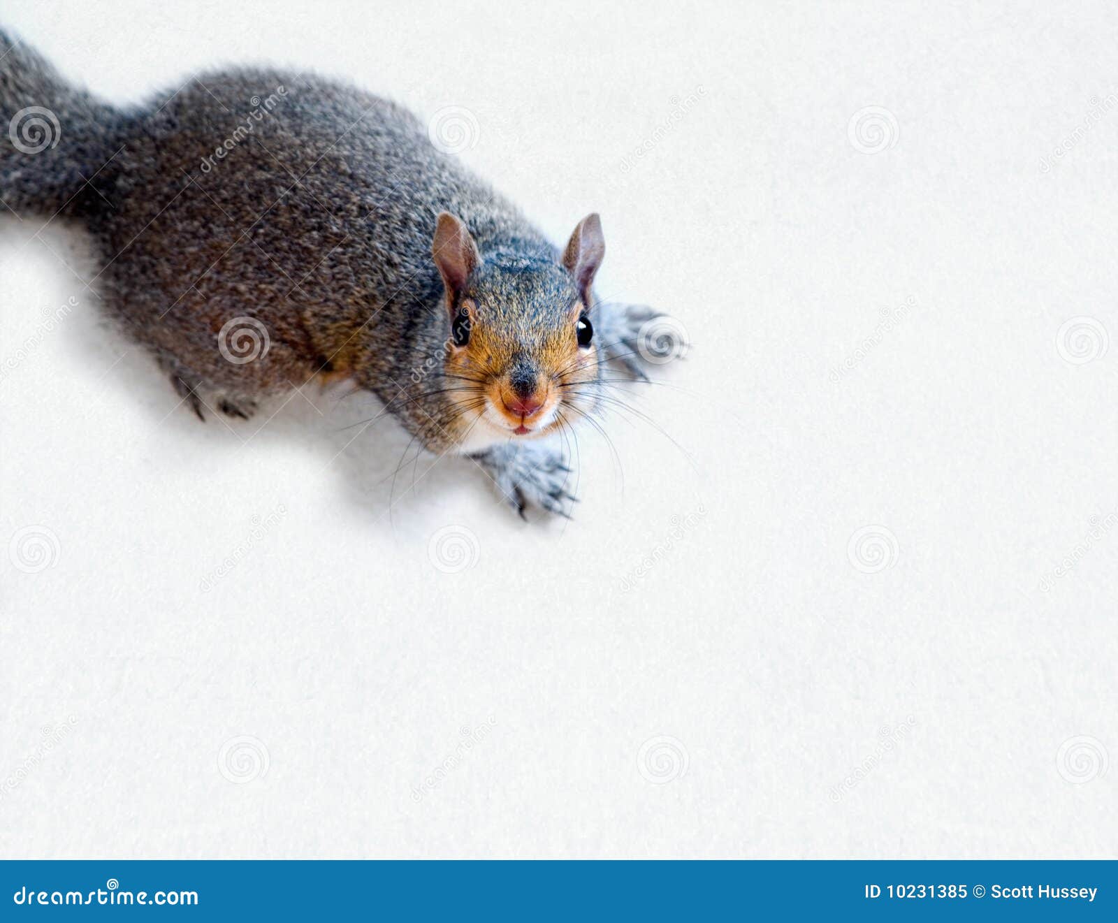 Eastern Grey Squirrel stock image. Image of face, nose - 10231385
