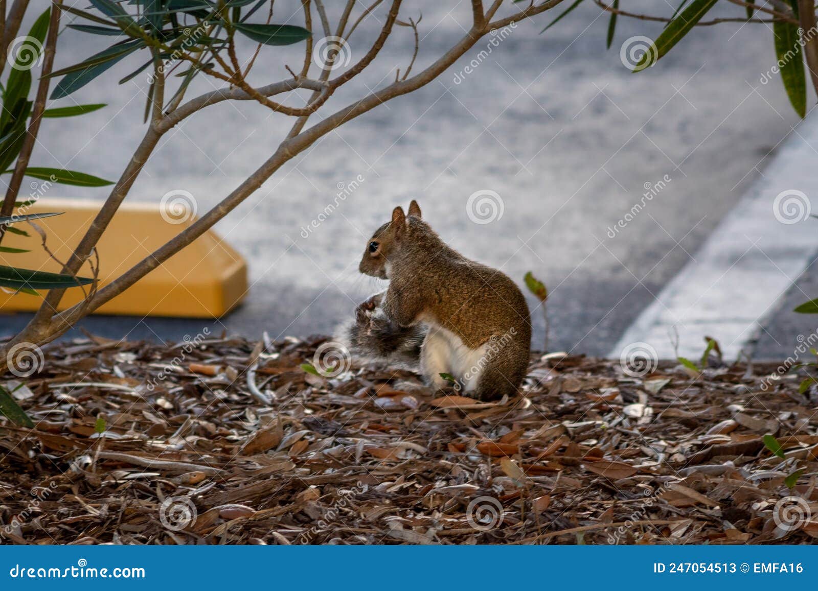 Eastern Grey Squirrel Cleaning it`s Tail in a Carpark in Florida Stock ...