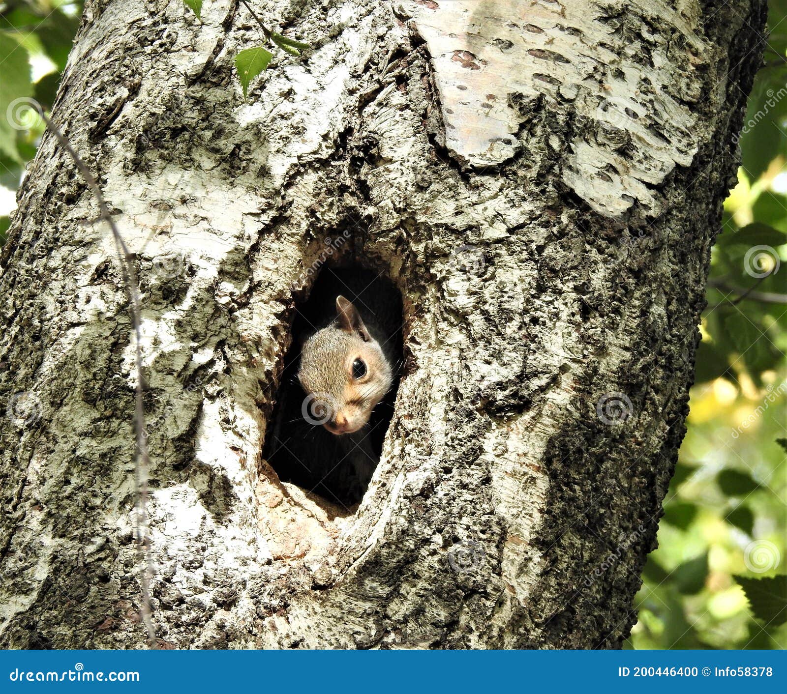 Squirrel Peeking Out of a Tree Cavity Stock Photo - Image of forest ...